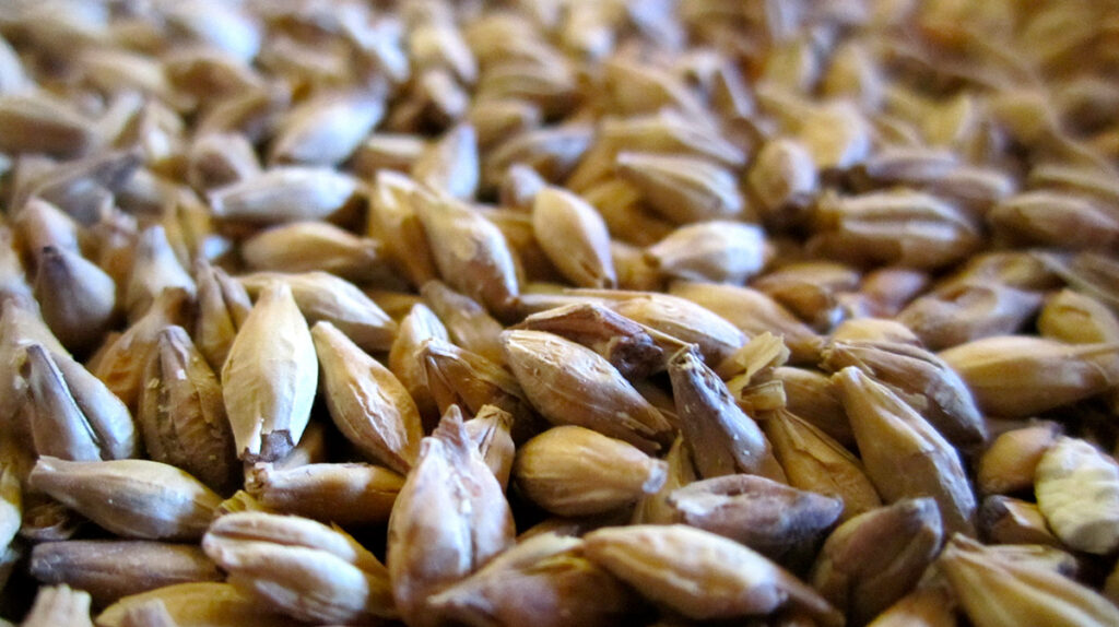 Cebada Cervecera | Cebada Cervecera | Producción, variedades y mercados